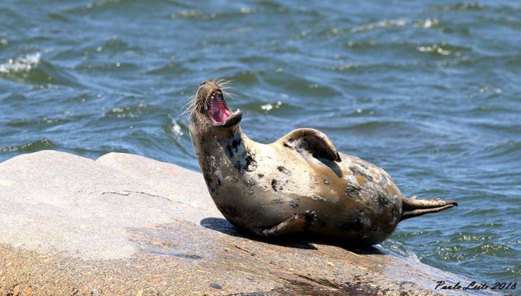 10 curiosidades sobre as focas que você precisa saber - Mundo Inverso