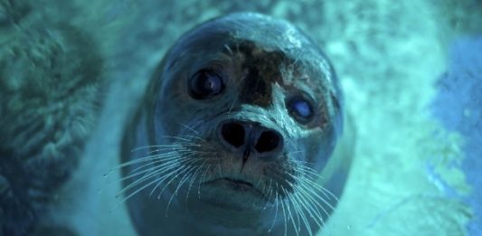 10 curiosidades sobre as focas que você precisa saber - Mundo Inverso