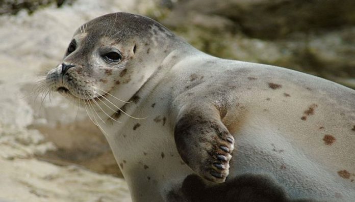 10 curiosidades sobre as focas que você precisa saber - Mundo Inverso