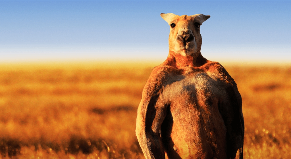 15 coisas bizarras que só existem na Austrália - Mundo Inverso