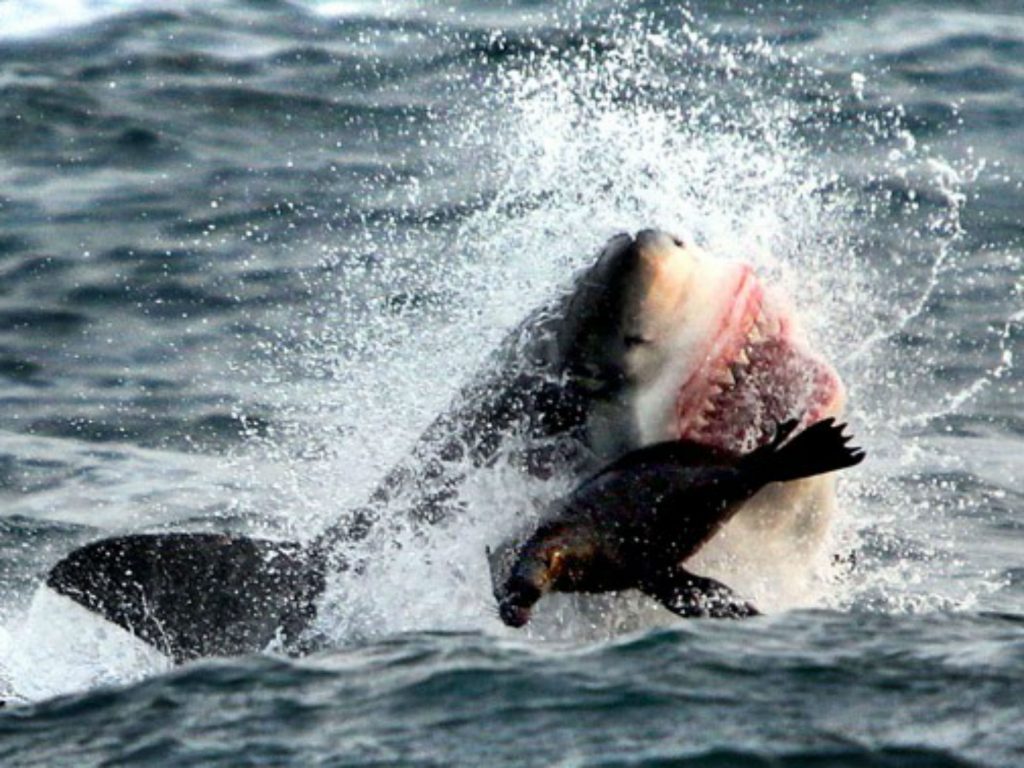 10 curiosidades sobre as focas que você precisa saber - Mundo Inverso