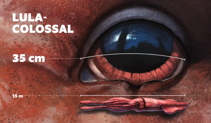 Conheça a lula-colossal, um gigante das profundezas - Mundo Inverso