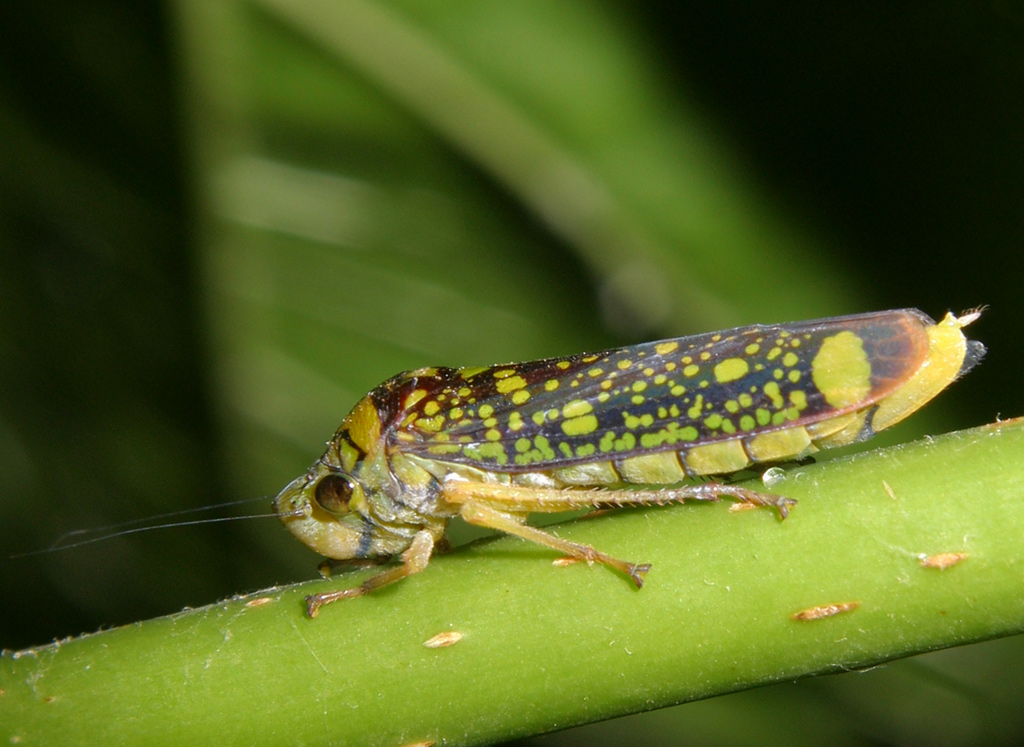 10 insetos mais bonitos que existem no mundo - Mundo Inverso