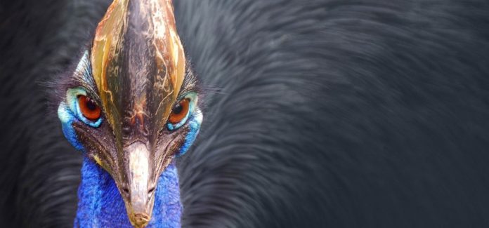 Conheça o Casuar, um animal perigoso da Austrália - Mundo Inverso