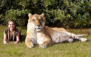 Ligre: O maior felino que existe no mundo - Mundo Inverso