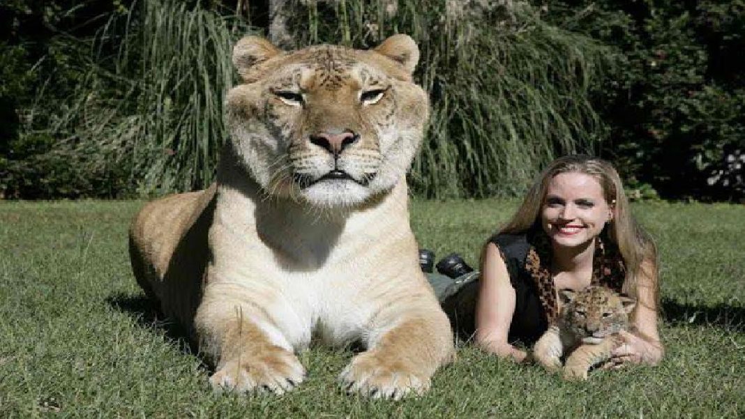 Ligre: O maior felino que existe no mundo - Mundo Inverso