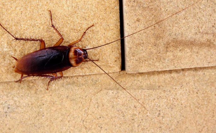 15 curiosidades que você precisa saber sobre as baratas - Mundo Inverso