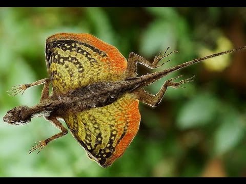 Dragões realmente existiram? Mito ou verdade - Mundo Inverso