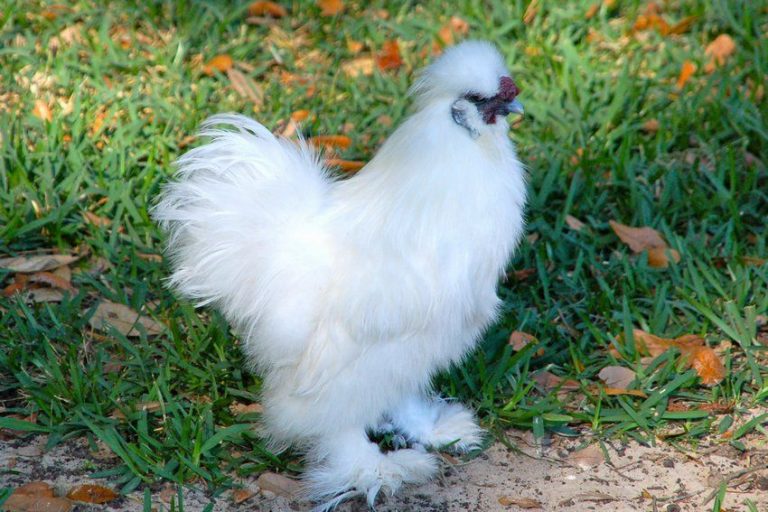 10 galos exóticos que você nunca viu antes - Mundo Inverso