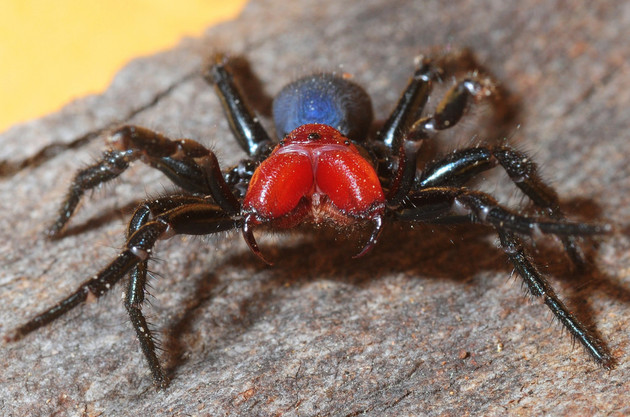 Mundo Inverso 10 aranhas perigosas que só vivem na Austrália