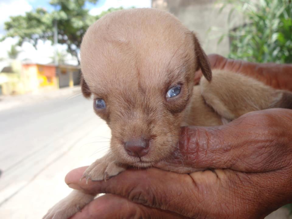 Cachorro Com Hidrocefalia Sente Dor - RETOEDU